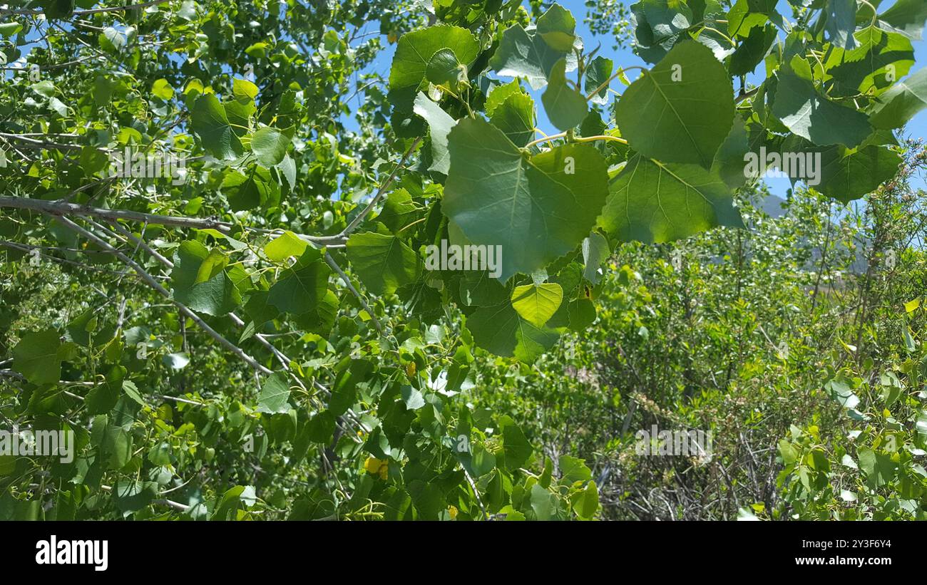 Fremont Cottonwood (Populus fremontii) Plantae Stock Photo - Alamy