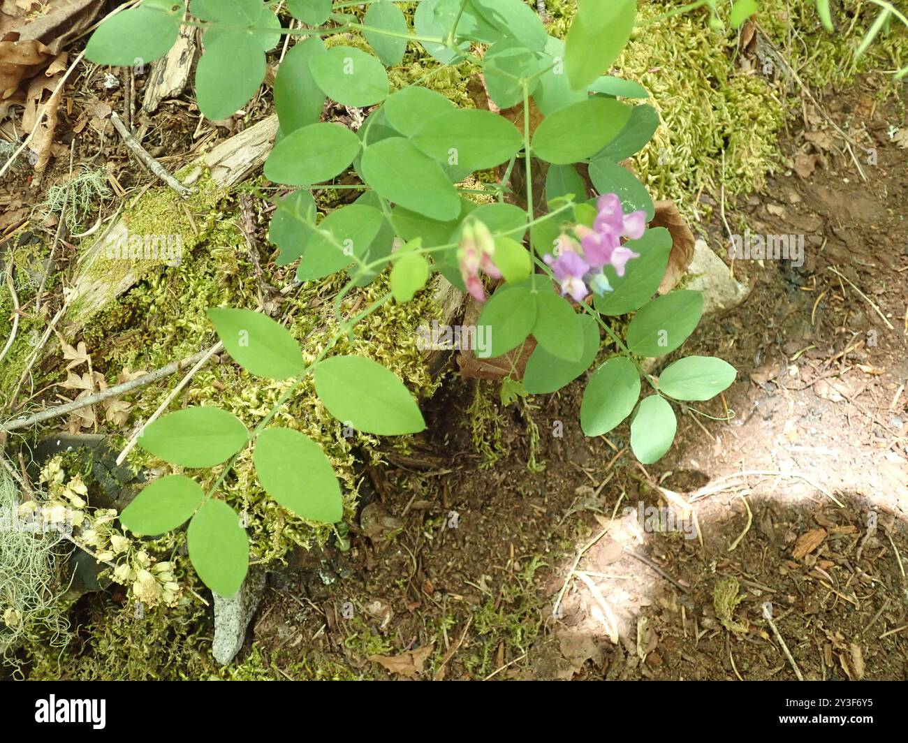 Sierra Nevada Peavine (Lathyrus nevadensis) Plantae Stock Photo - Alamy