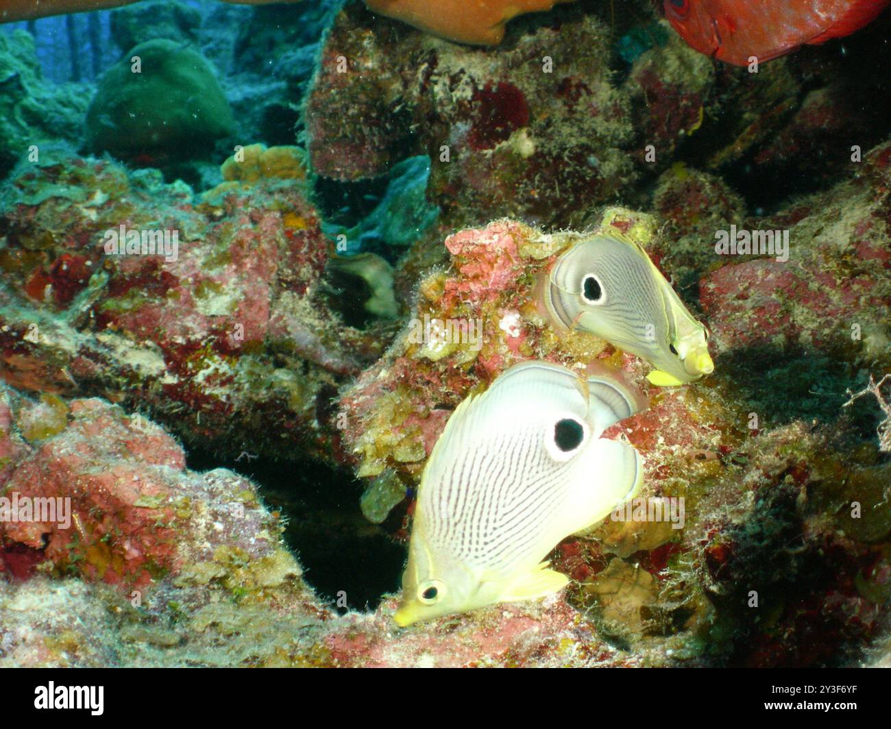 Queen Triggerfish (Balistes vetula) Actinopterygii Stock Photo - Alamy