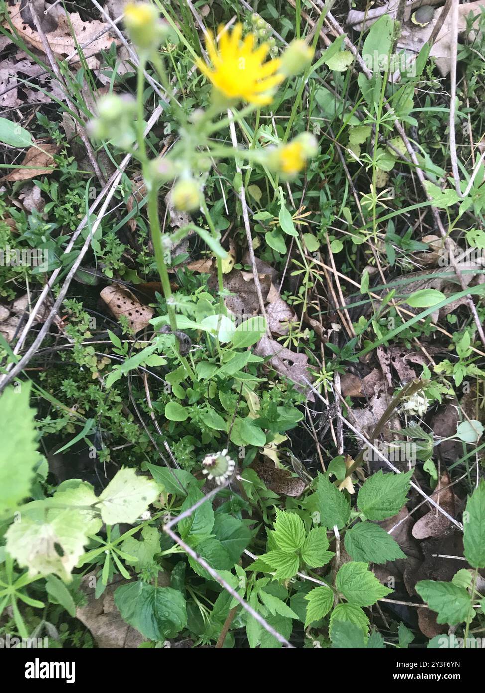 balsam ragwort (Packera paupercula) Plantae Stock Photo - Alamy