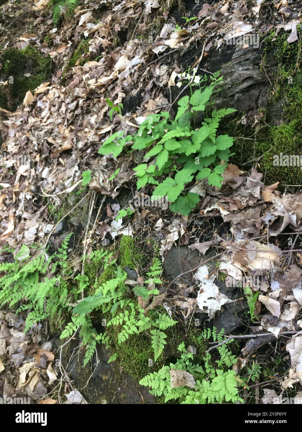Mackay's Fragile Fern (Cystopteris tenuis) Plantae Stock Photo - Alamy