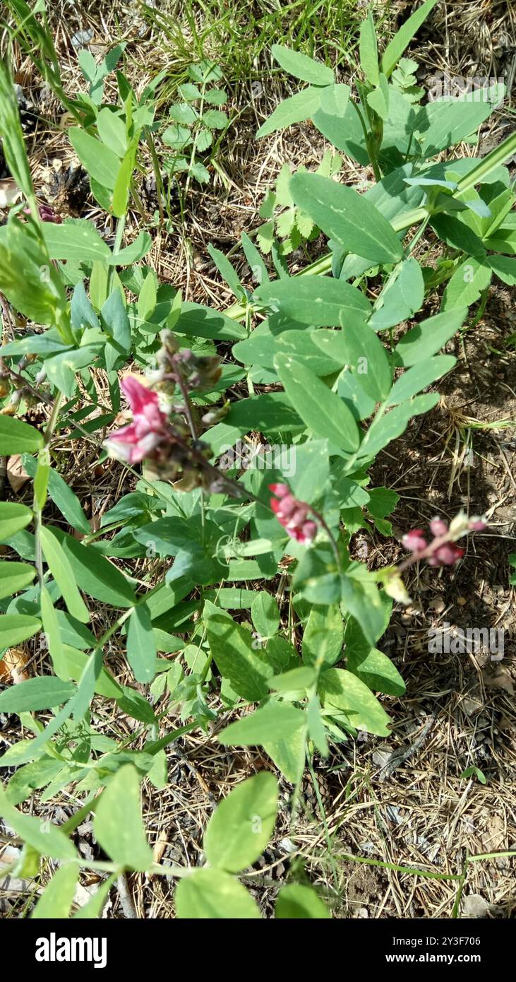 Pisiform grass-pea (Lathyrus pisiformis) Plantae Stock Photo - Alamy