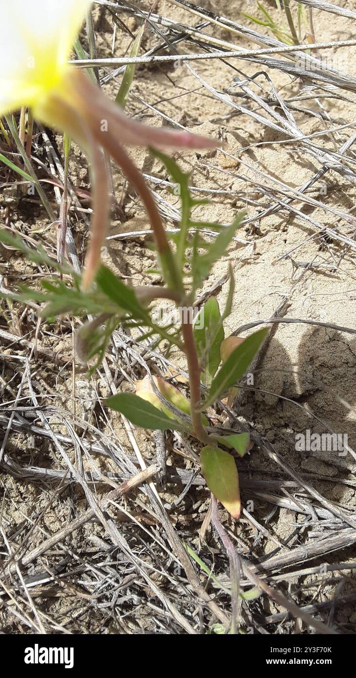 White-stem Evening Primrose (Oenothera albicaulis) Plantae Stock Photo ...