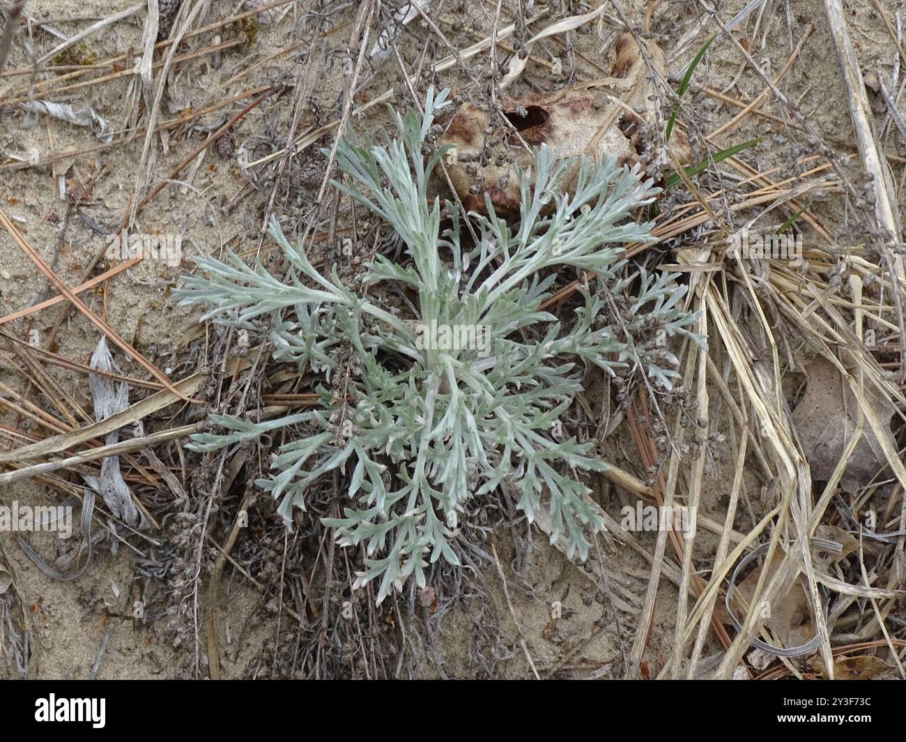 Field Sagewort (Artemisia campestris) Plantae Stock Photo - Alamy