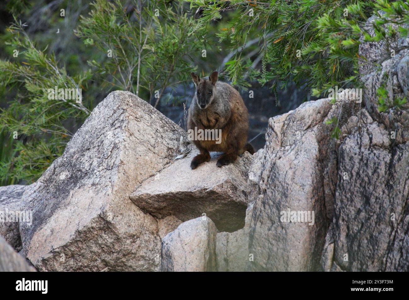 Brush-tailed Rock Wallaby (Petrogale penicillata) Mammalia Stock Photo ...