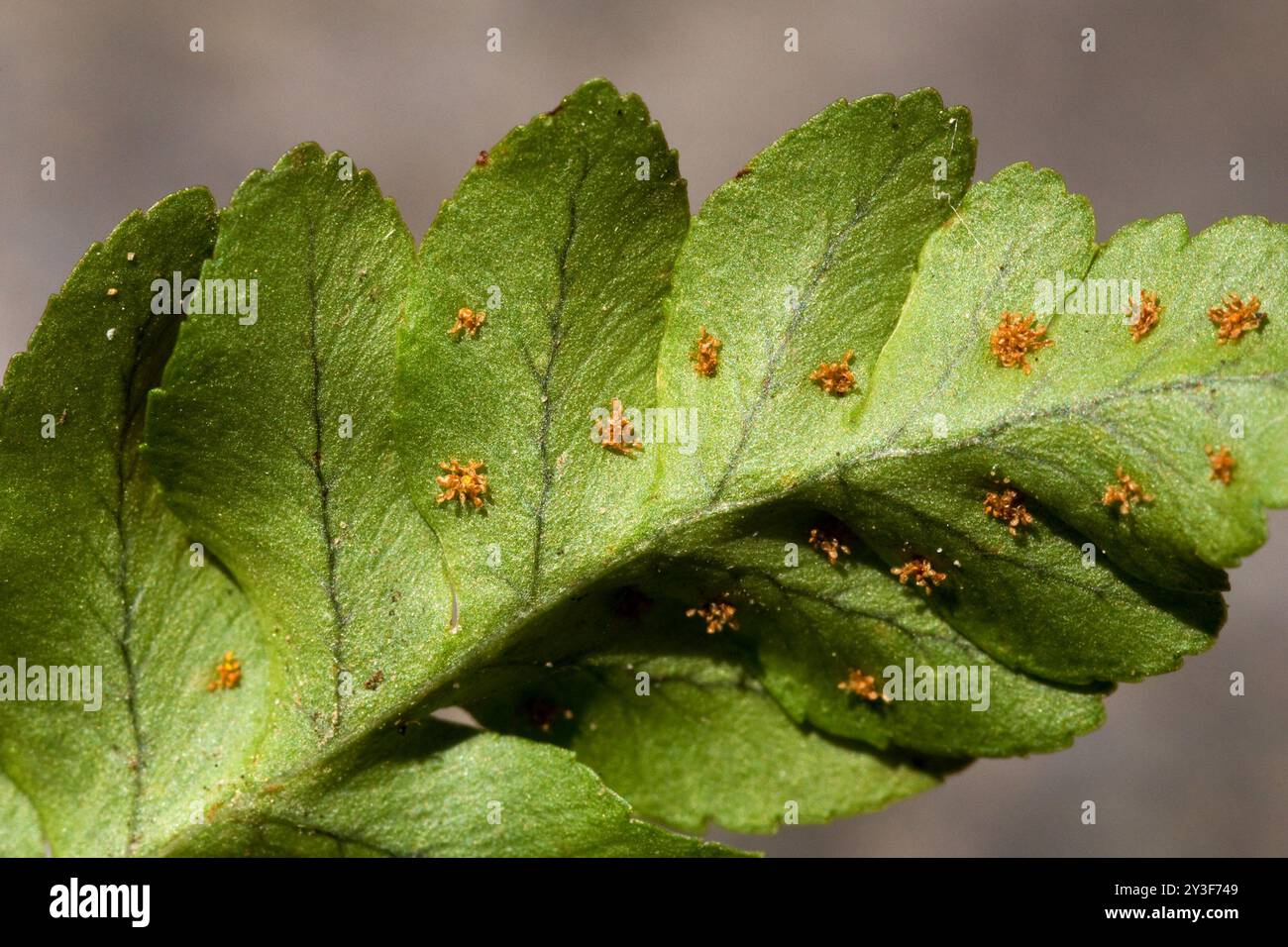 western polypody (Polypodium hesperium) Plantae Stock Photo - Alamy
