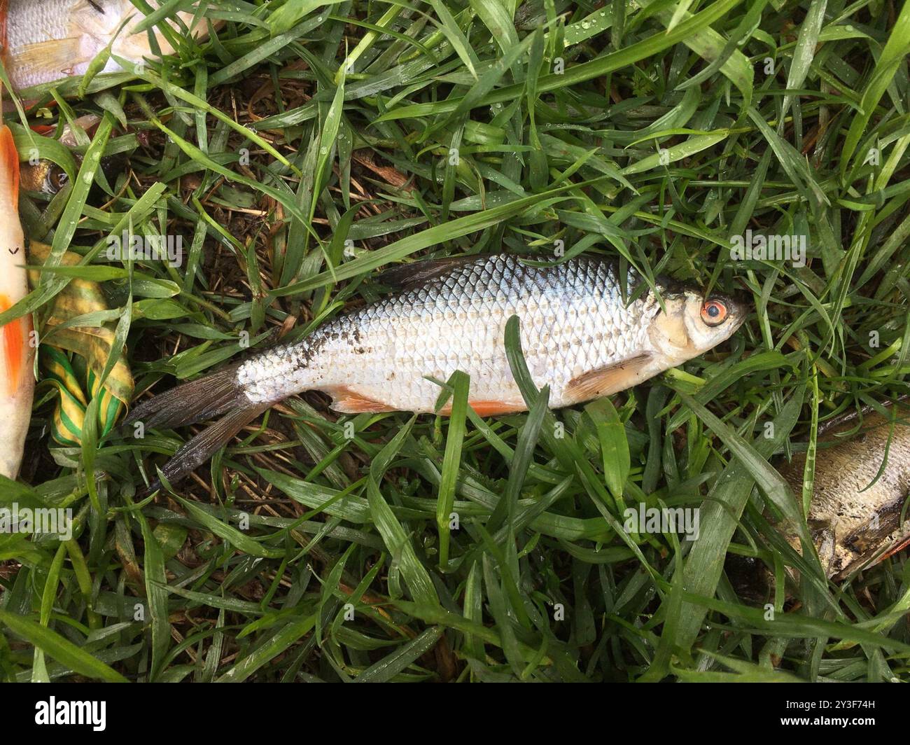 Common Roach (Rutilus rutilus) Actinopterygii Stock Photo - Alamy