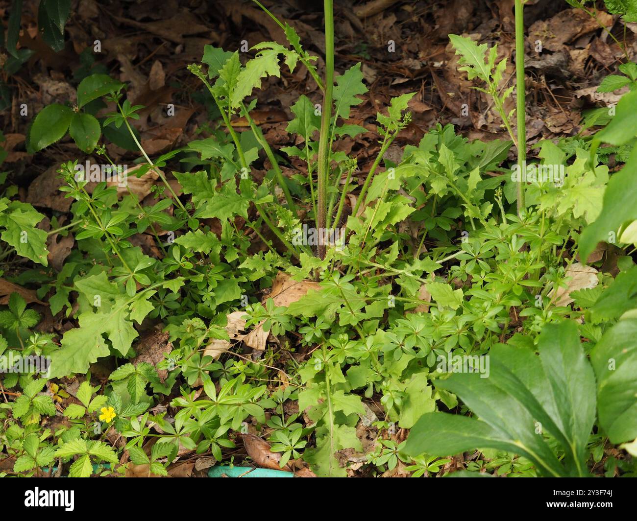 Oriental false hawksbeard (Youngia japonica) Plantae Stock Photo - Alamy