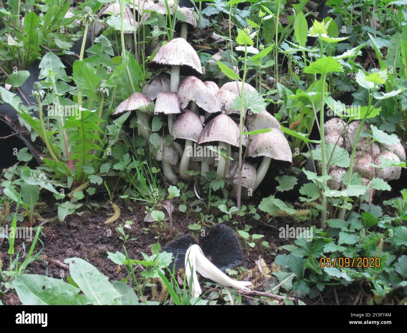 Common Ink Cap (Coprinopsis atramentaria) Fungi Stock Photo - Alamy