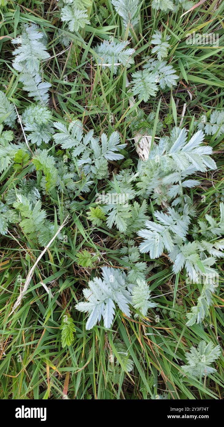 common silverweed (Argentina anserina) Plantae Stock Photo - Alamy