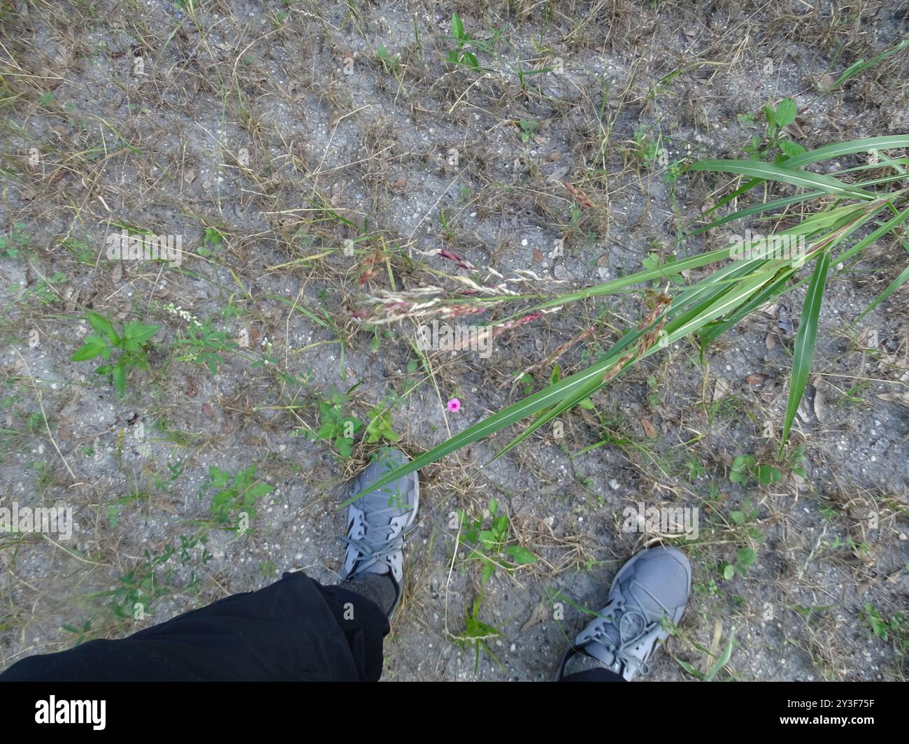 bristlegrasses, bluestems, paspalums, and allies (Panicoideae) Plantae ...