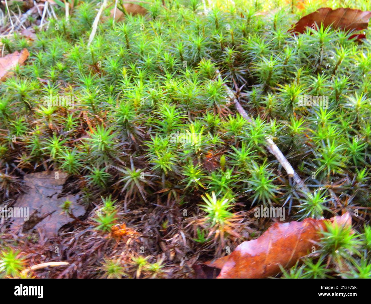 haircap mosses (Polytrichum) Plantae Stock Photo - Alamy