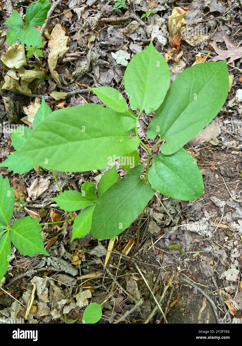 Virginia snakeroot (Aristolochia serpentaria) Plantae Stock Photo - Alamy
