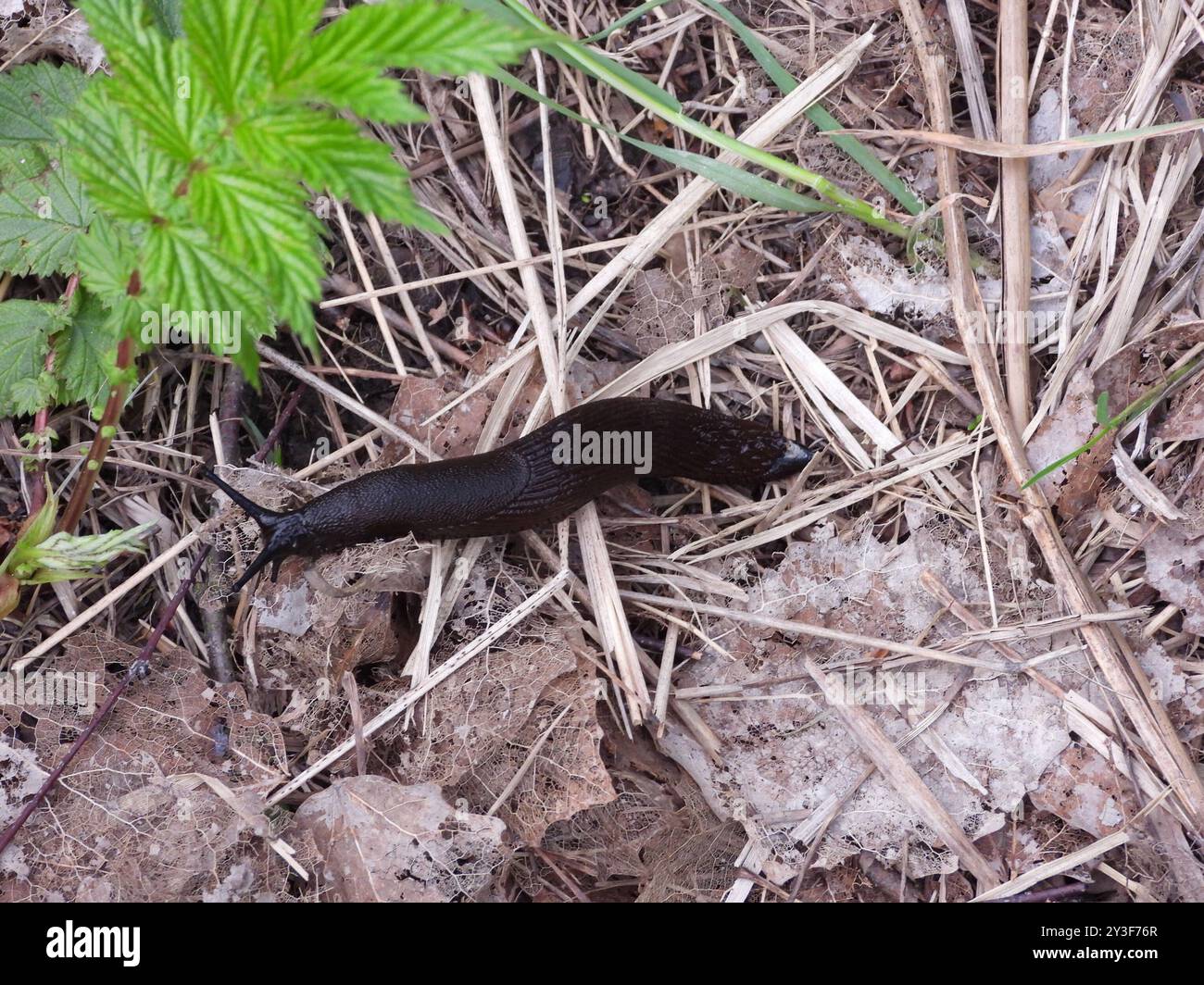 Spanish Slug (Arion vulgaris) Mollusca Stock Photo - Alamy