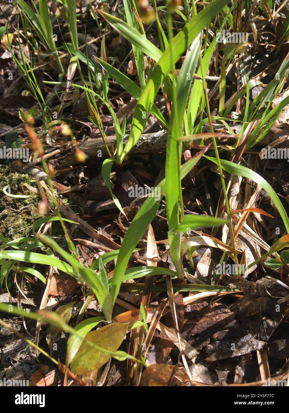 hairy woodrush (Luzula acuminata) Plantae Stock Photo - Alamy