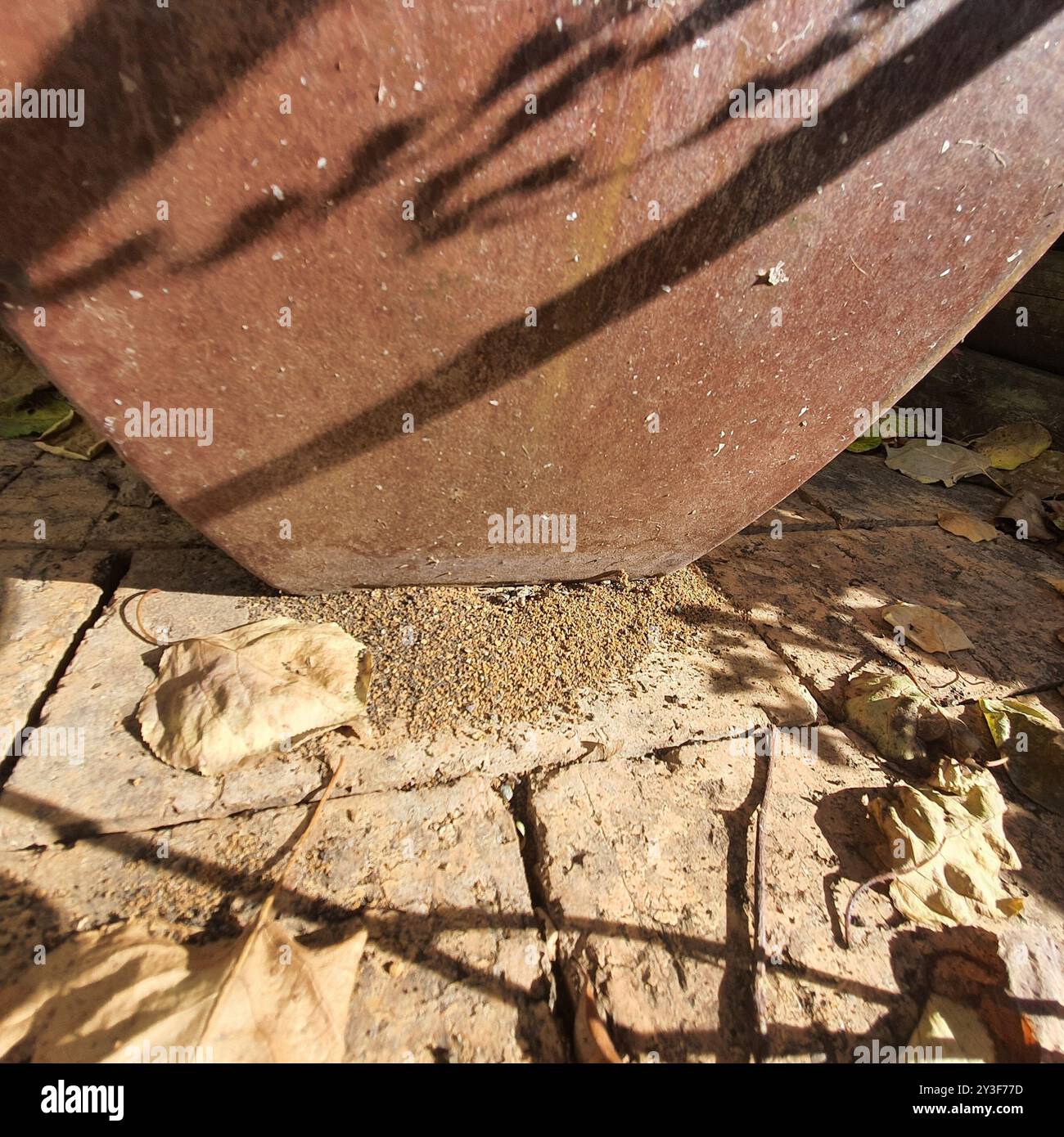 Rainbow, Tyrant, and Meat Ants (Iridomyrmex) Insecta Stock Photo - Alamy