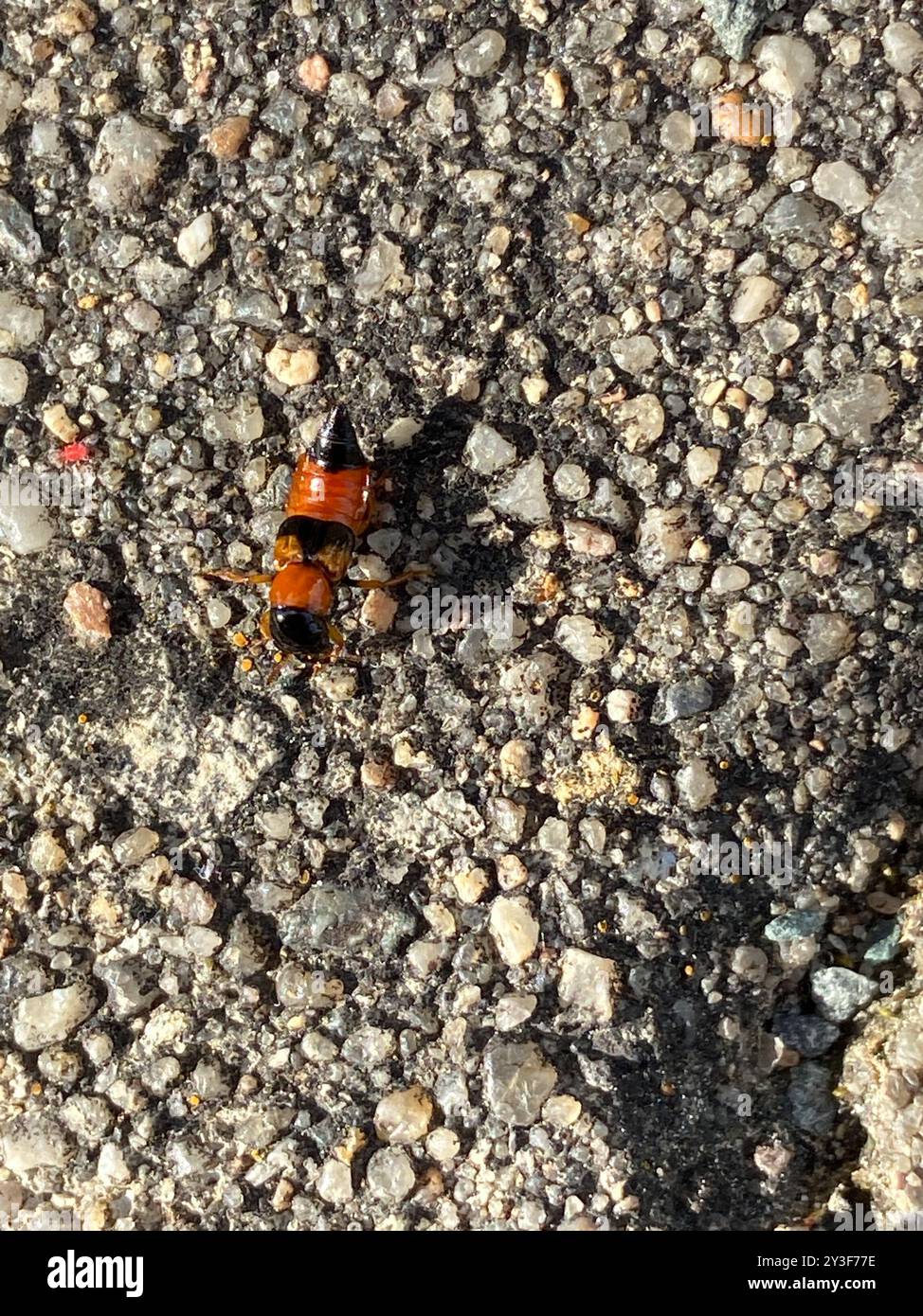 Red Rove Beetle (Oxyporus rufus) Insecta Stock Photo - Alamy