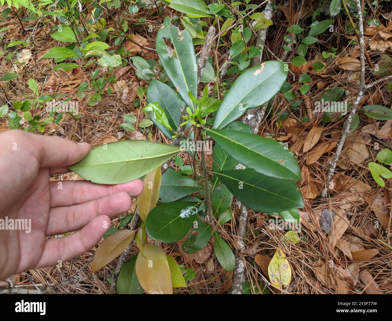 American olive (Cartrema americana) Plantae Stock Photo - Alamy