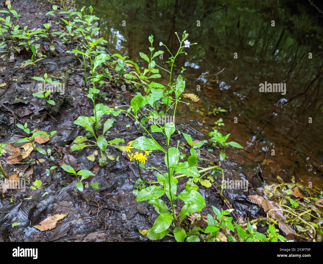 seaside brookweed (Samolus parviflorus) Plantae Stock Photo - Alamy
