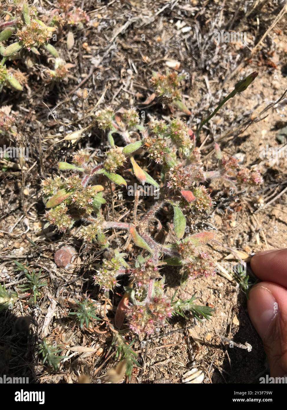 woolly-headed spineflower (Chorizanthe cuspidata villosa) Plantae Stock ...