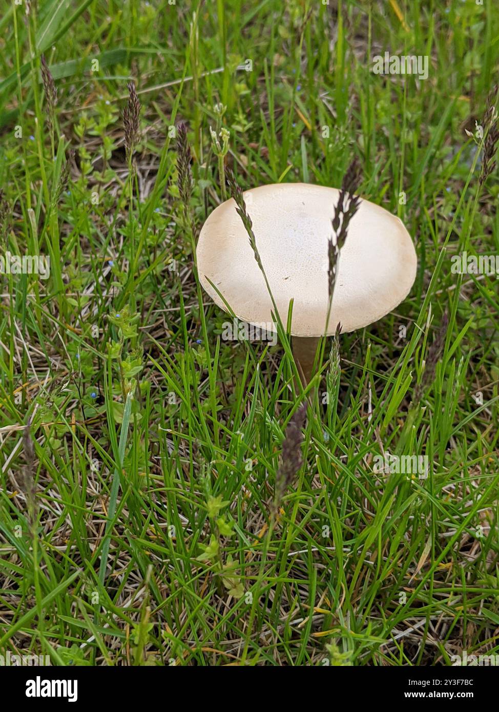 Common Fieldcap (Agrocybe pediades) Fungi Stock Photo - Alamy