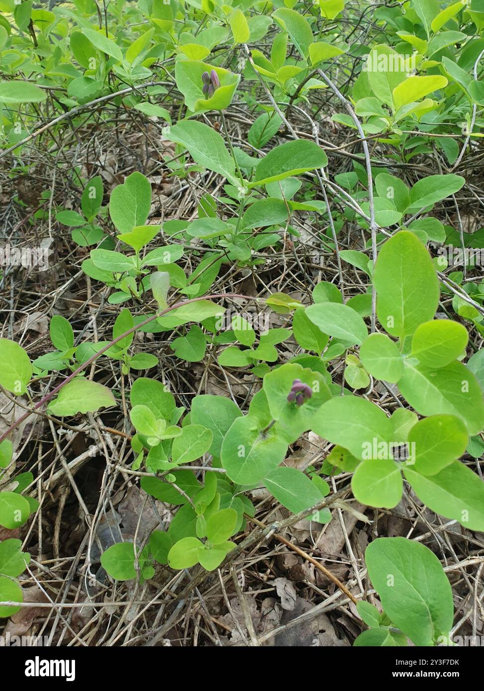 Perfoliate Honeysuckle (Lonicera caprifolium) Plantae Stock Photo - Alamy