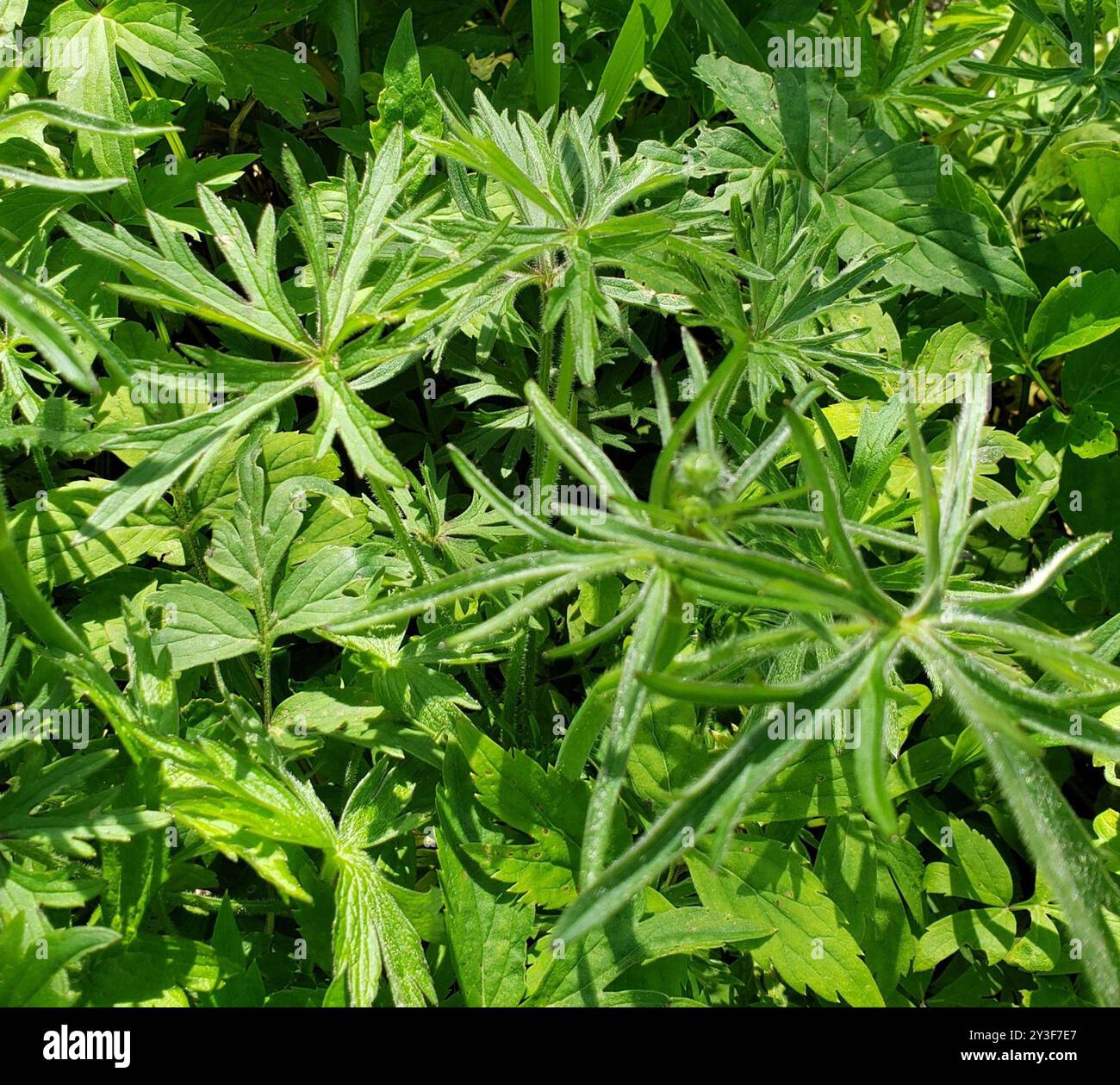plants (Plantae) Plantae Stock Photo - Alamy