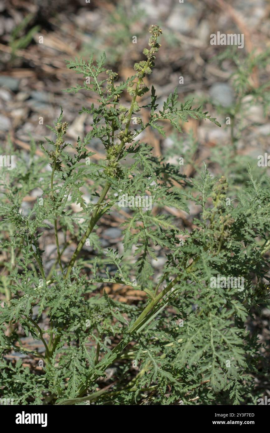 Skeletonleaf Bur Ragweed (Ambrosia tomentosa) Plantae Stock Photo - Alamy