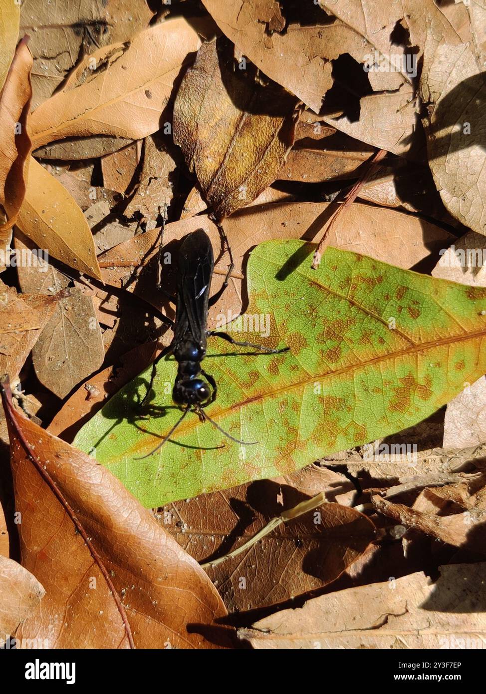 Steel-blue Cricket-hunter Wasp (Chlorion aerarium) Insecta Stock Photo ...