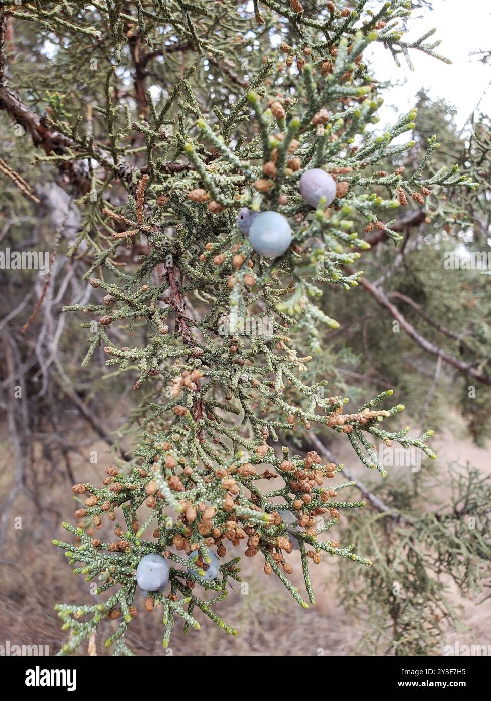 western juniper (Juniperus occidentalis) Plantae Stock Photo - Alamy