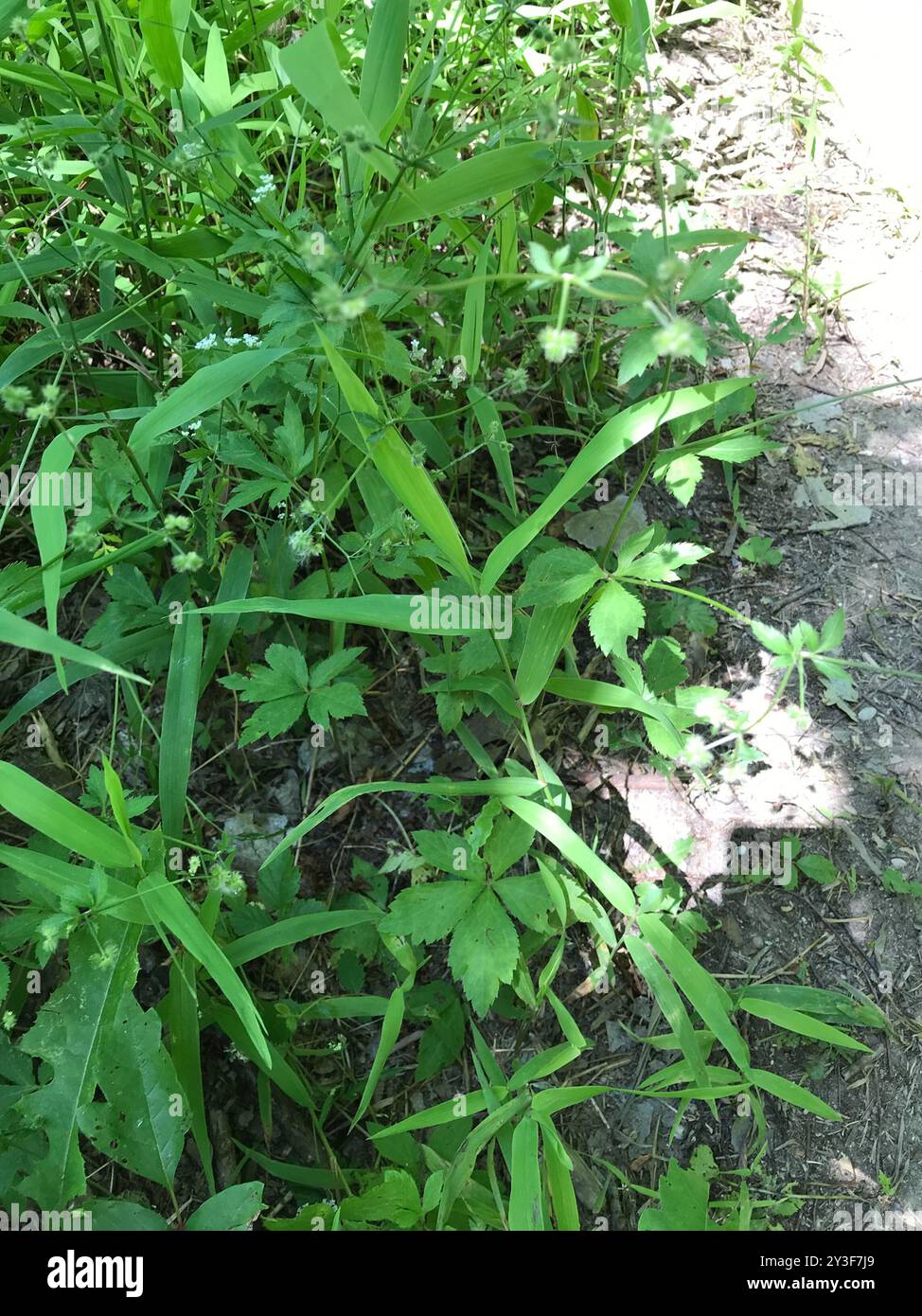 Black Snakeroot (Sanicula canadensis) Plantae Stock Photo - Alamy