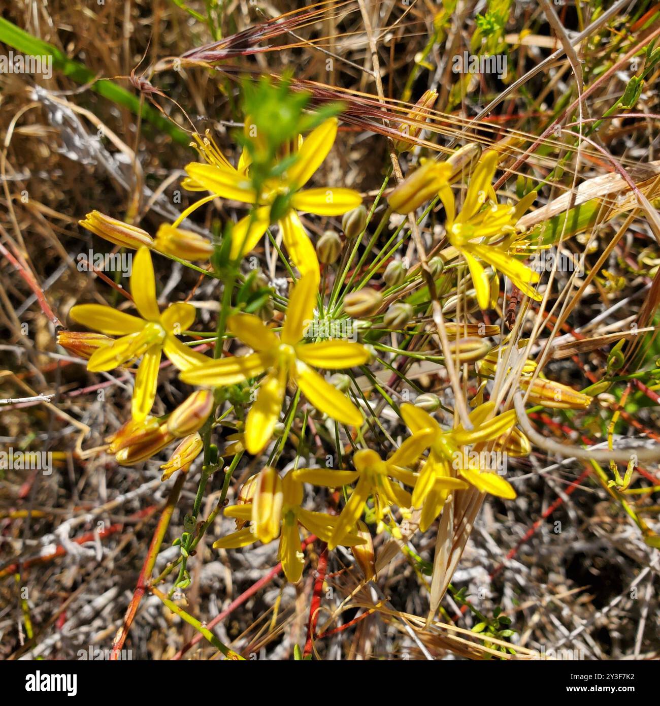 goldenstar (Bloomeria crocea) Plantae Stock Photo - Alamy