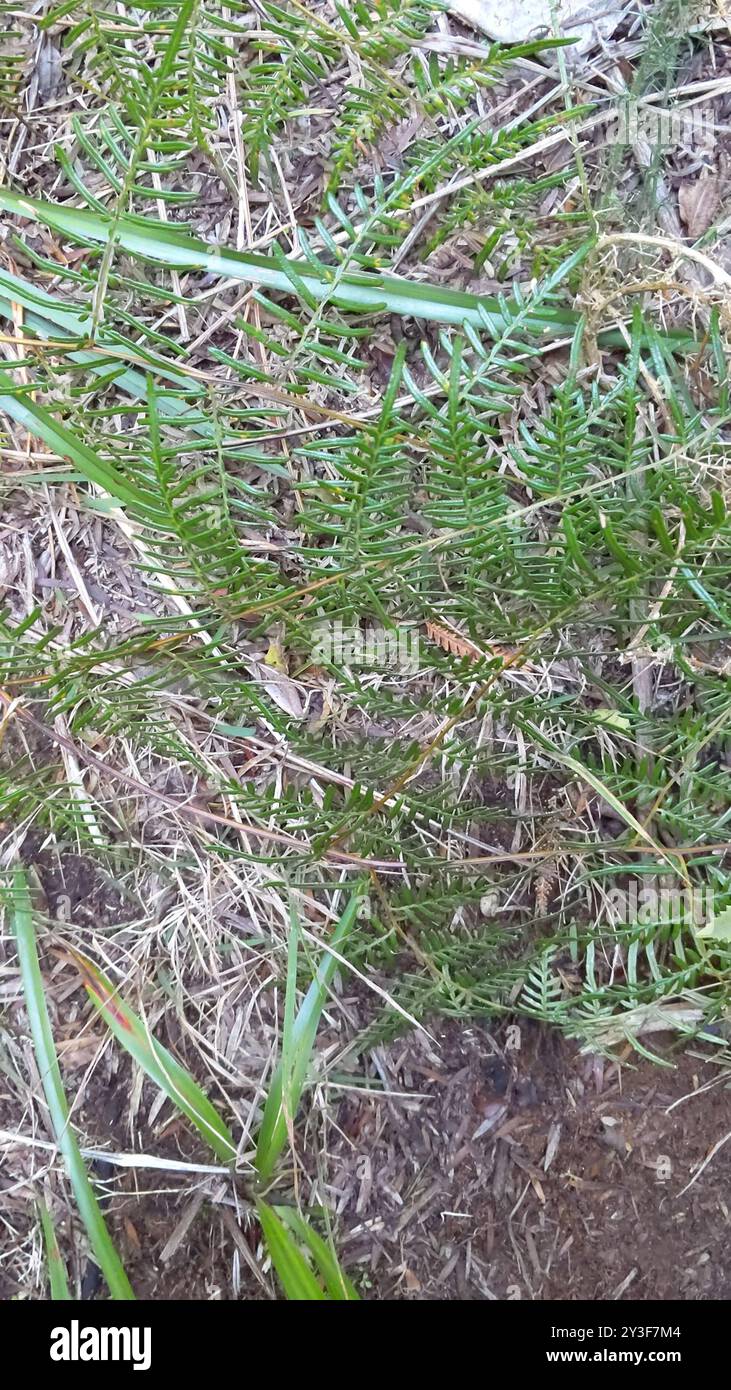 Austral Bracken (Pteridium esculentum) Plantae Stock Photo - Alamy
