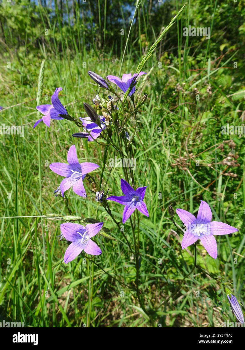 Spreading Bellflower (Campanula patula) Plantae Stock Photo - Alamy