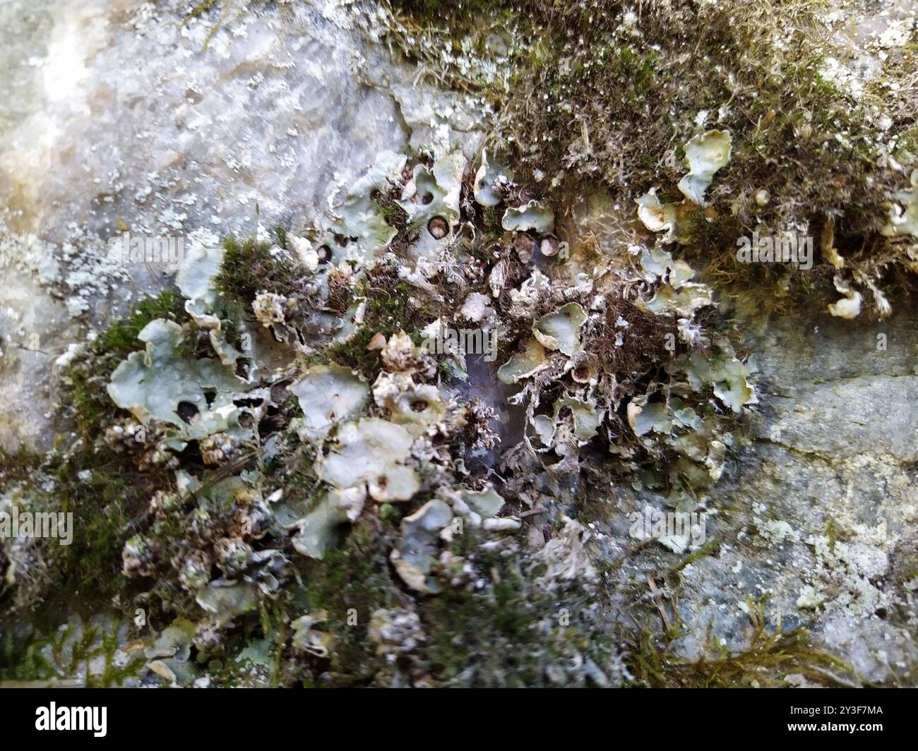Common Chocolate Chip Lichen (Solorina saccata) Fungi Stock Photo - Alamy
