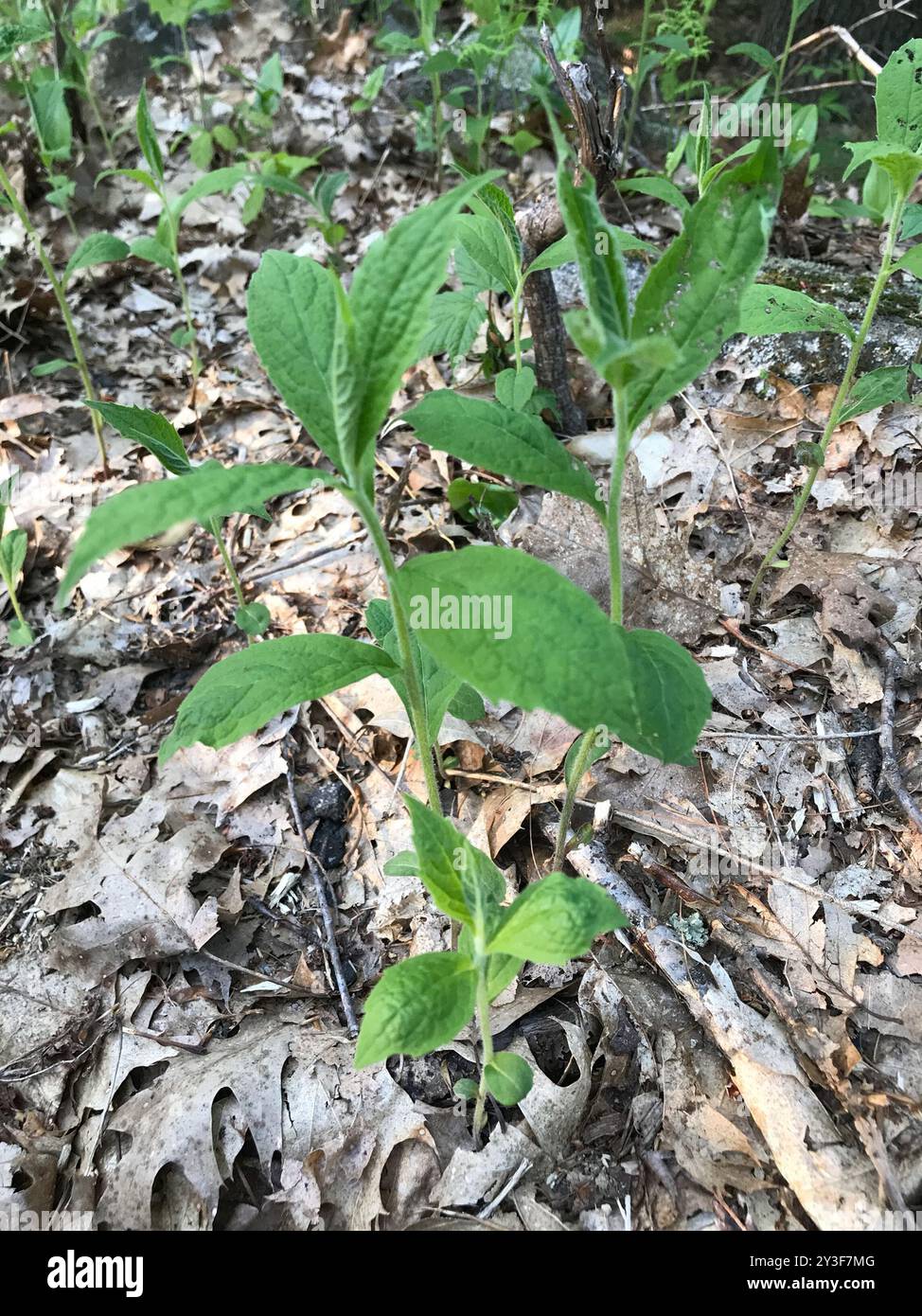 whorled wood aster (Oclemena acuminata) Plantae Stock Photo - Alamy