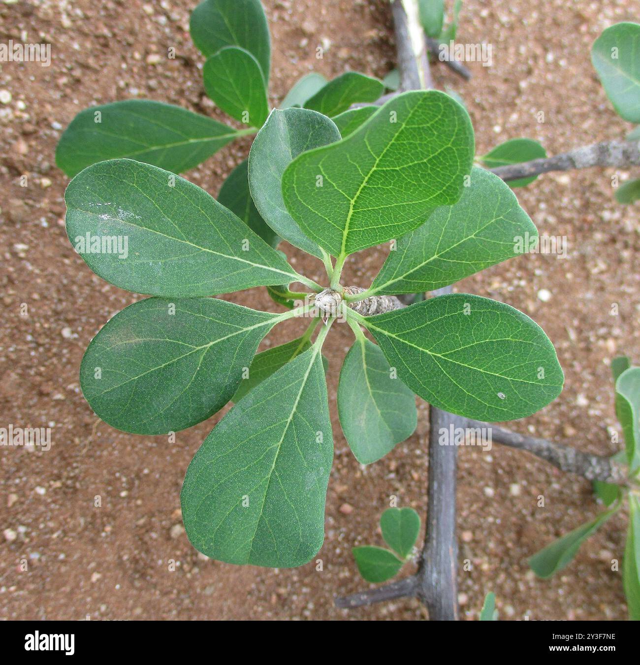 Purplepod clusterleaf (Terminalia prunioides) Plantae Stock Photo - Alamy