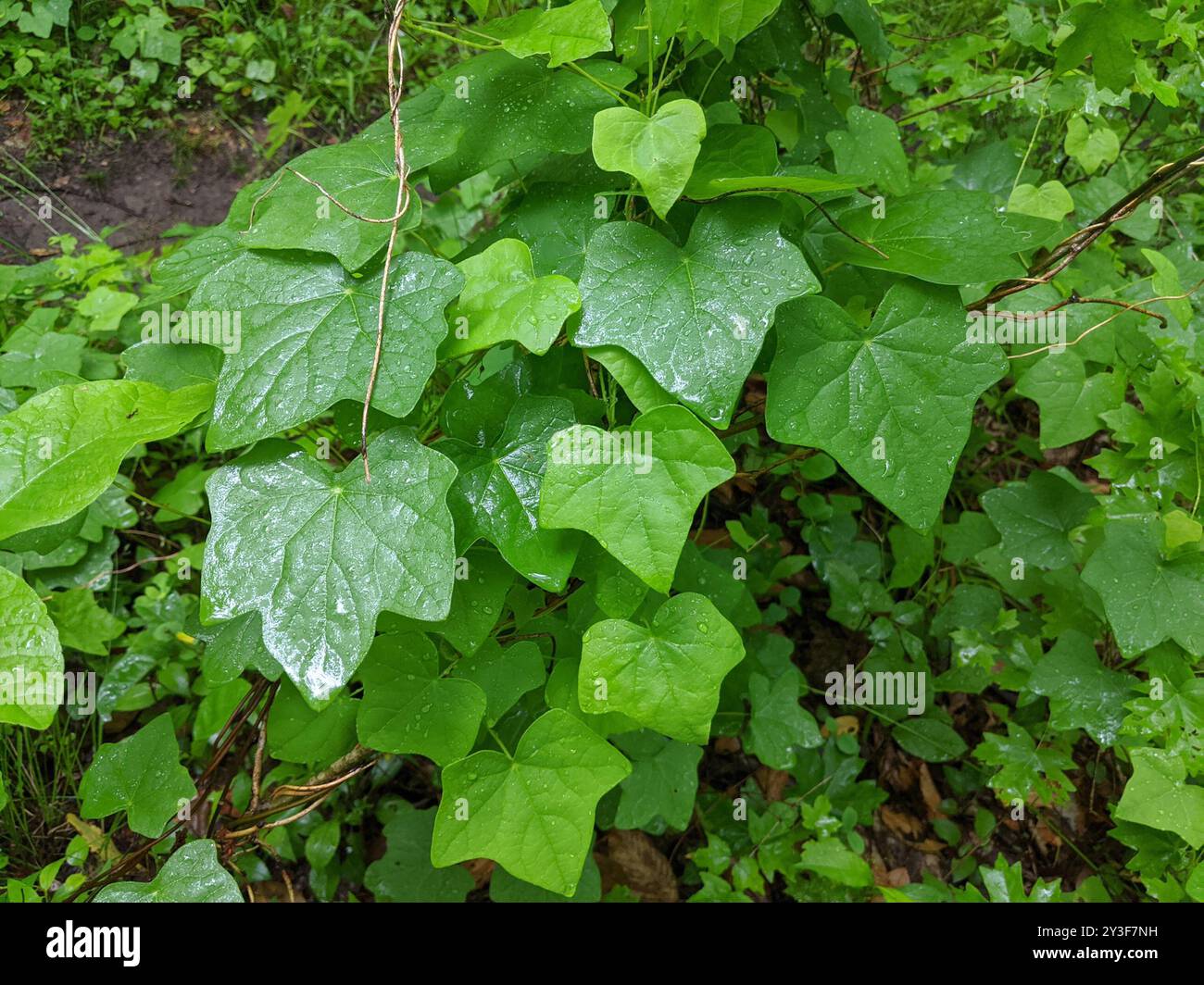 moonseed (Menispermum canadense) Plantae Stock Photo - Alamy