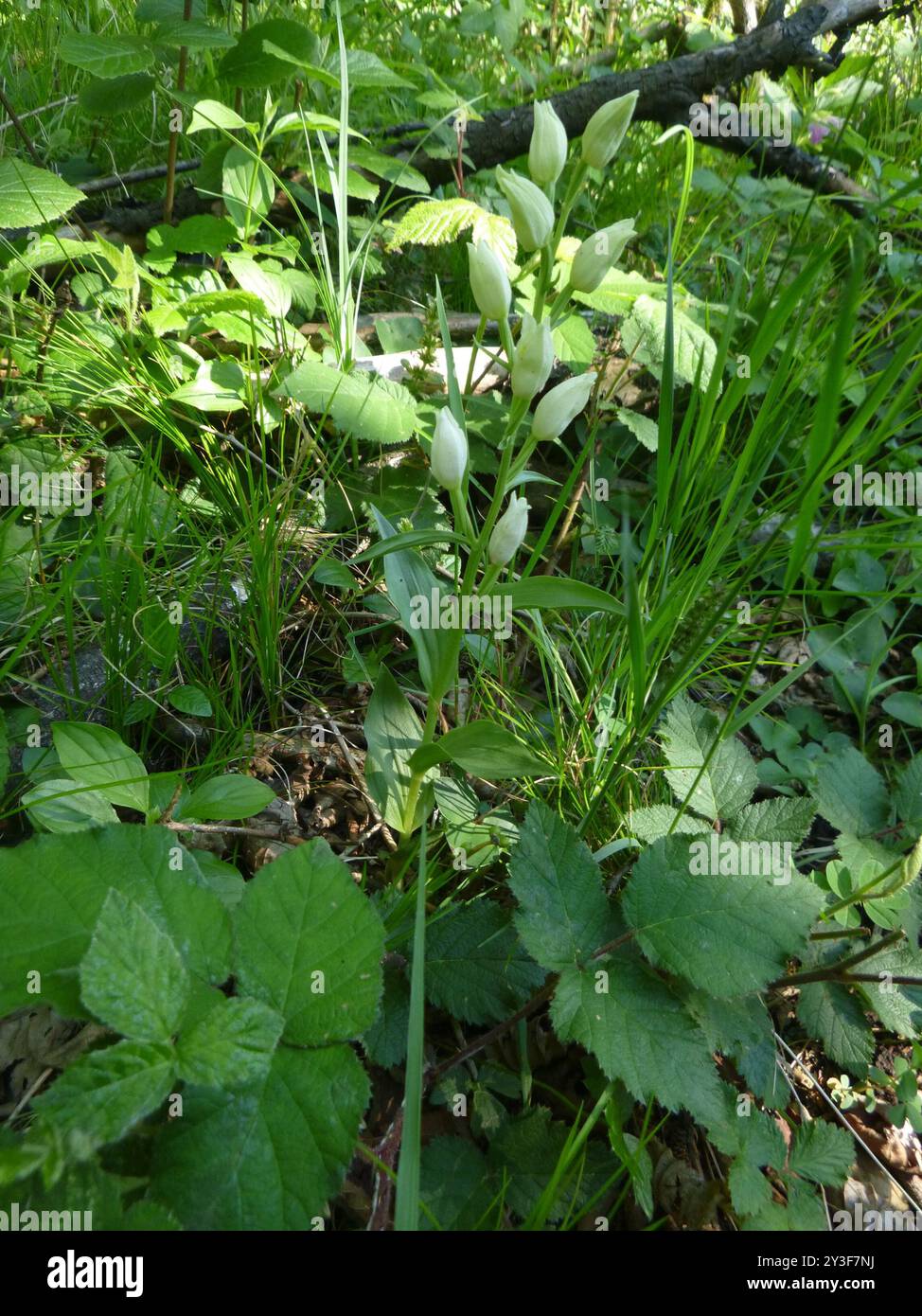 white helleborine (Cephalanthera damasonium) Plantae Stock Photo - Alamy