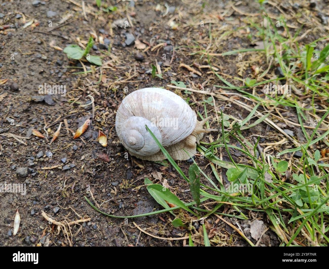 Roman Snail (Helix pomatia) Mollusca Stock Photo - Alamy