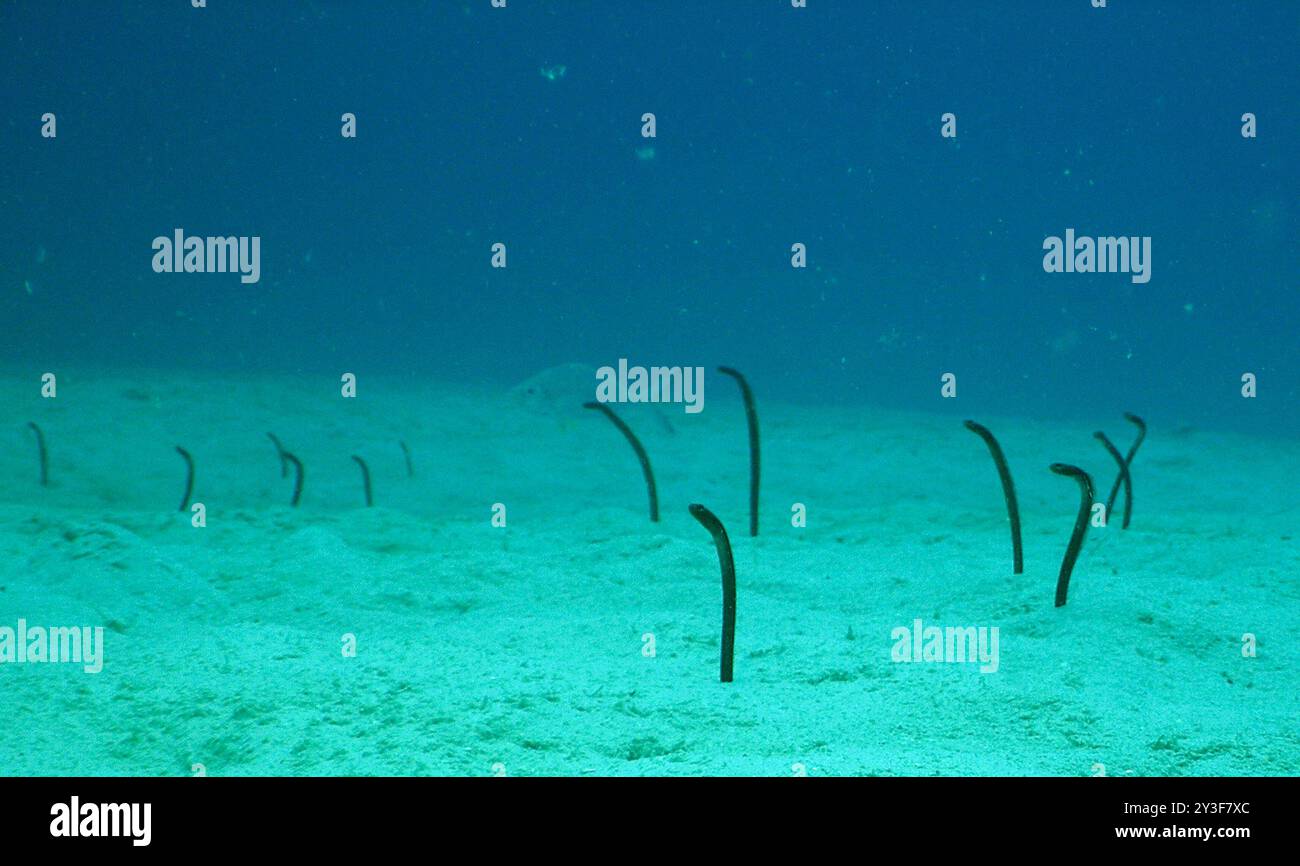 Brown Garden Eel (Heteroconger longissimus) Actinopterygii Stock Photo ...