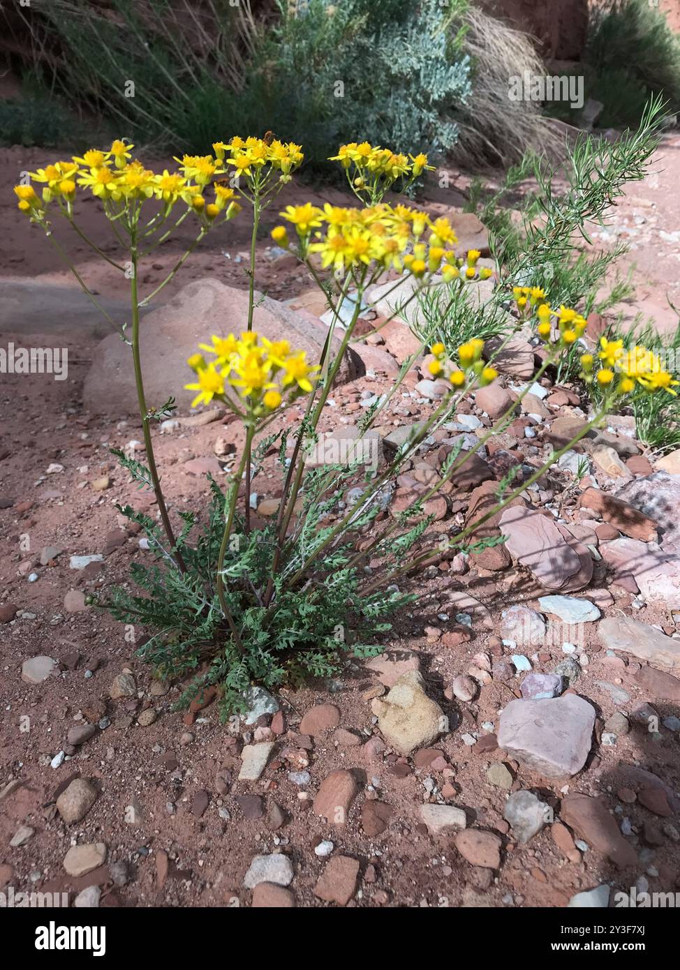 Lobeleaf Groundsel (Packera multilobata) Plantae Stock Photo - Alamy