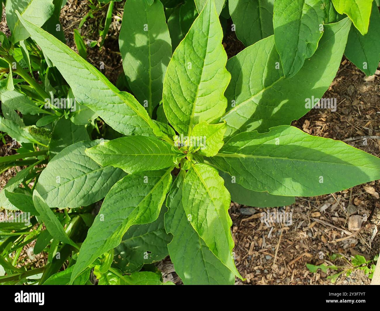 Inkweed (Phytolacca octandra) Plantae Stock Photo - Alamy