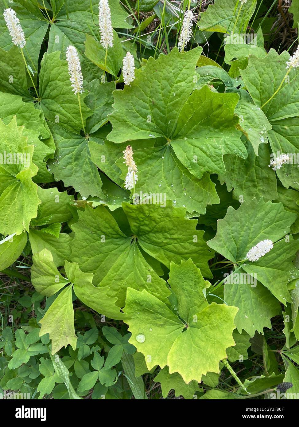 vanilla leaf (Achlys triphylla) Plantae Stock Photo - Alamy