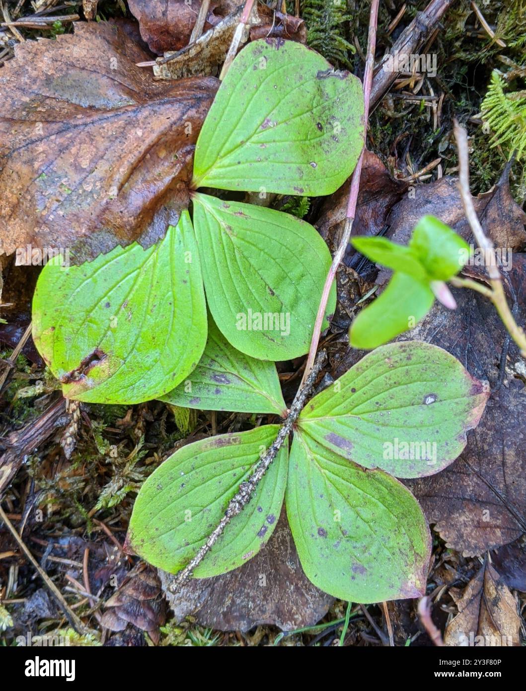 Canadian bunchberry (Cornus canadensis) Plantae Stock Photo - Alamy