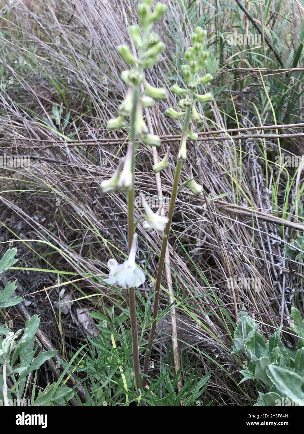 Wild Blue Larkspur (Delphinium carolinianum) Plantae Stock Photo - Alamy