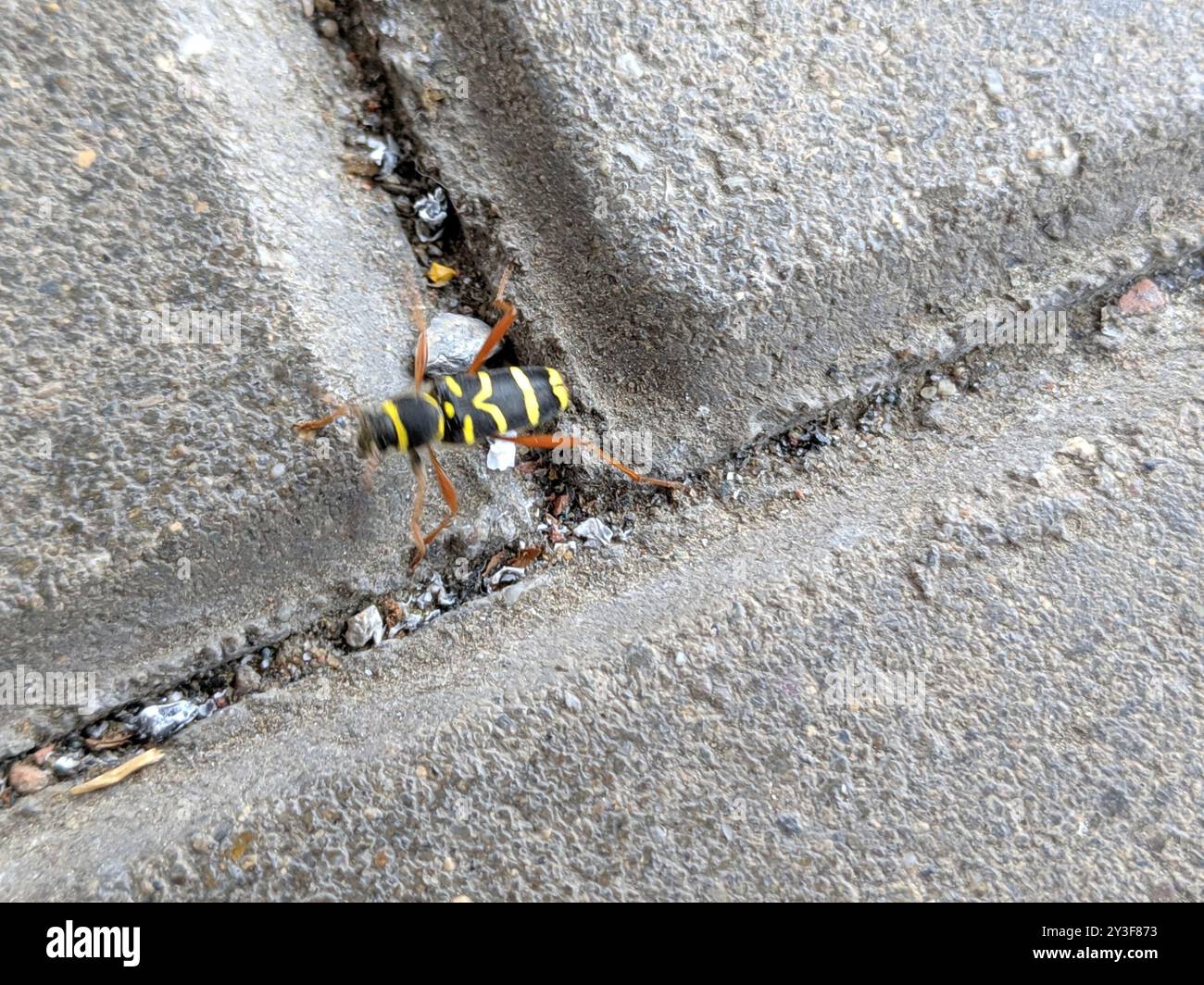 Wasp Beetle (Clytus arietis) Insecta Stock Photo - Alamy