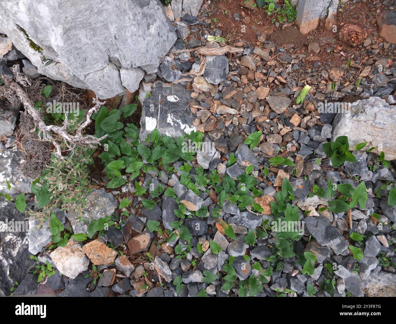 Friar's-cowl (Arisarum vulgare) Plantae Stock Photo - Alamy
