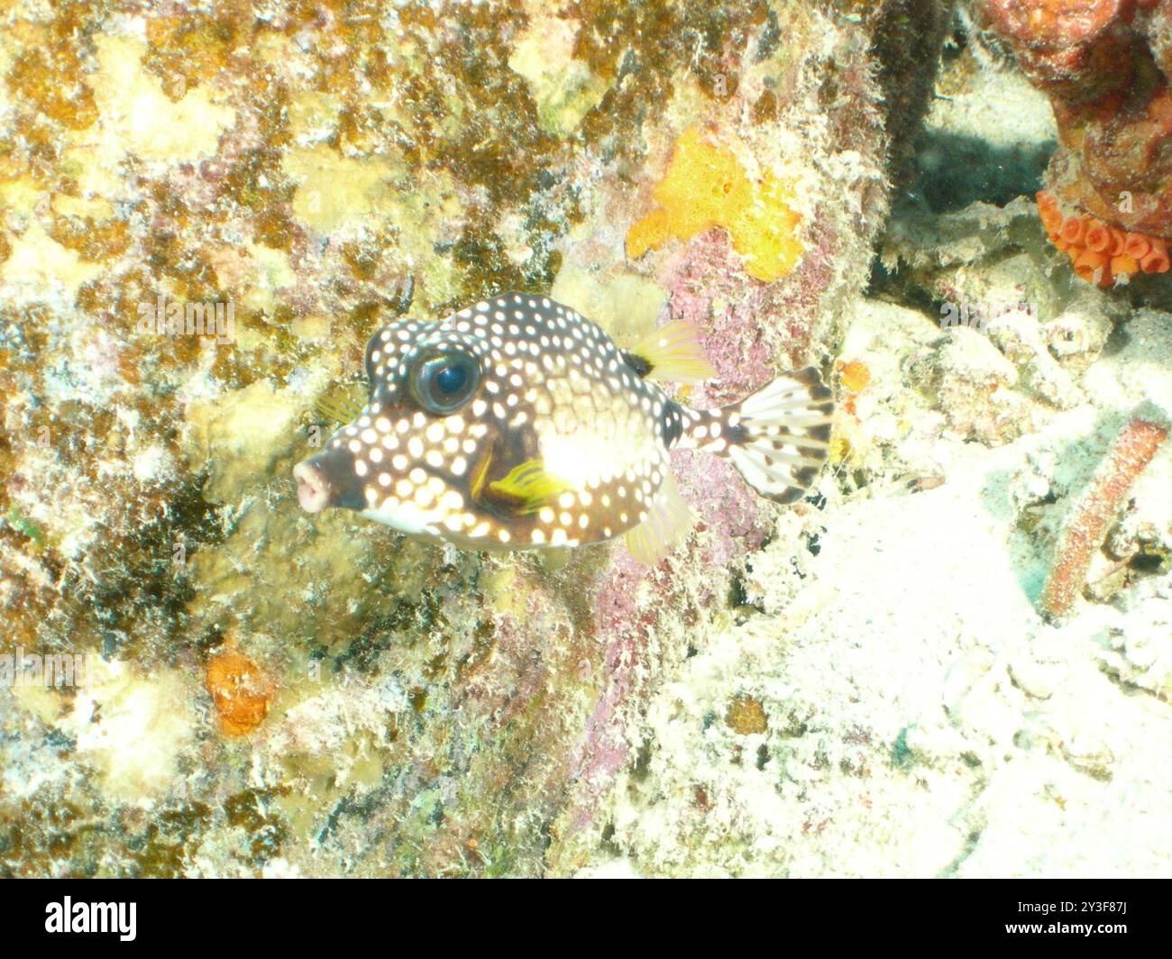 Smooth Trunkfish (Lactophrys triqueter) Actinopterygii Stock Photo - Alamy
