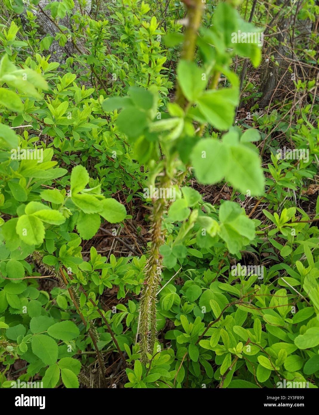Prickly Wild Rose (Rosa acicularis) Plantae Stock Photo - Alamy